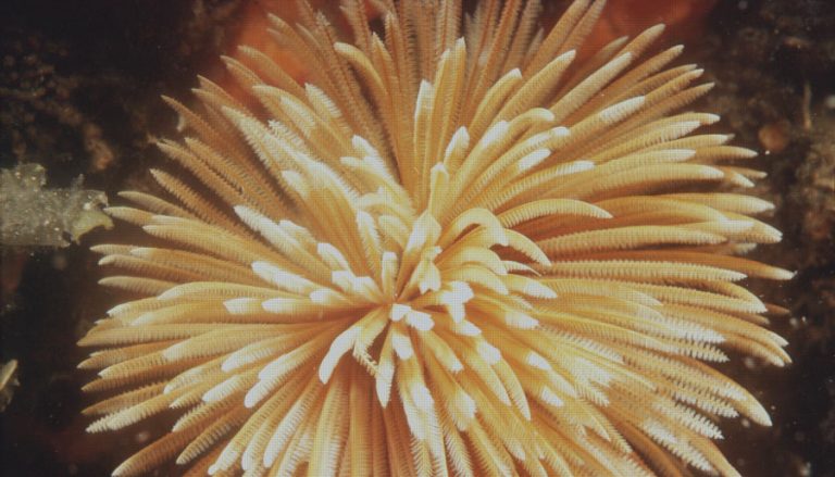 #20: Best scientific photo databases | Tress Academic